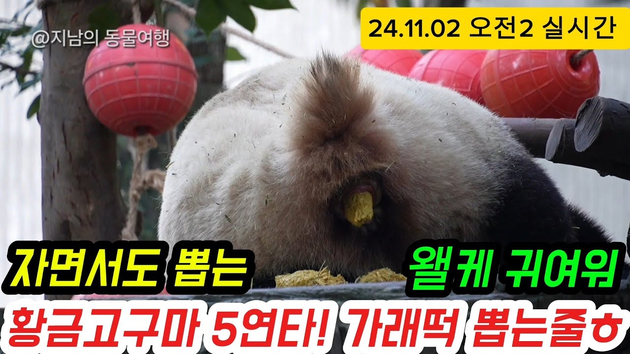 푸바오실시간 241102오전2 자면서 고구마 똭♥️ 가래떡 뽑는줄~응아도 귀여운 푸야푸바오 푸바오근황 판다 루이바오 후이바오 팬더 애버랜드 판다월드
