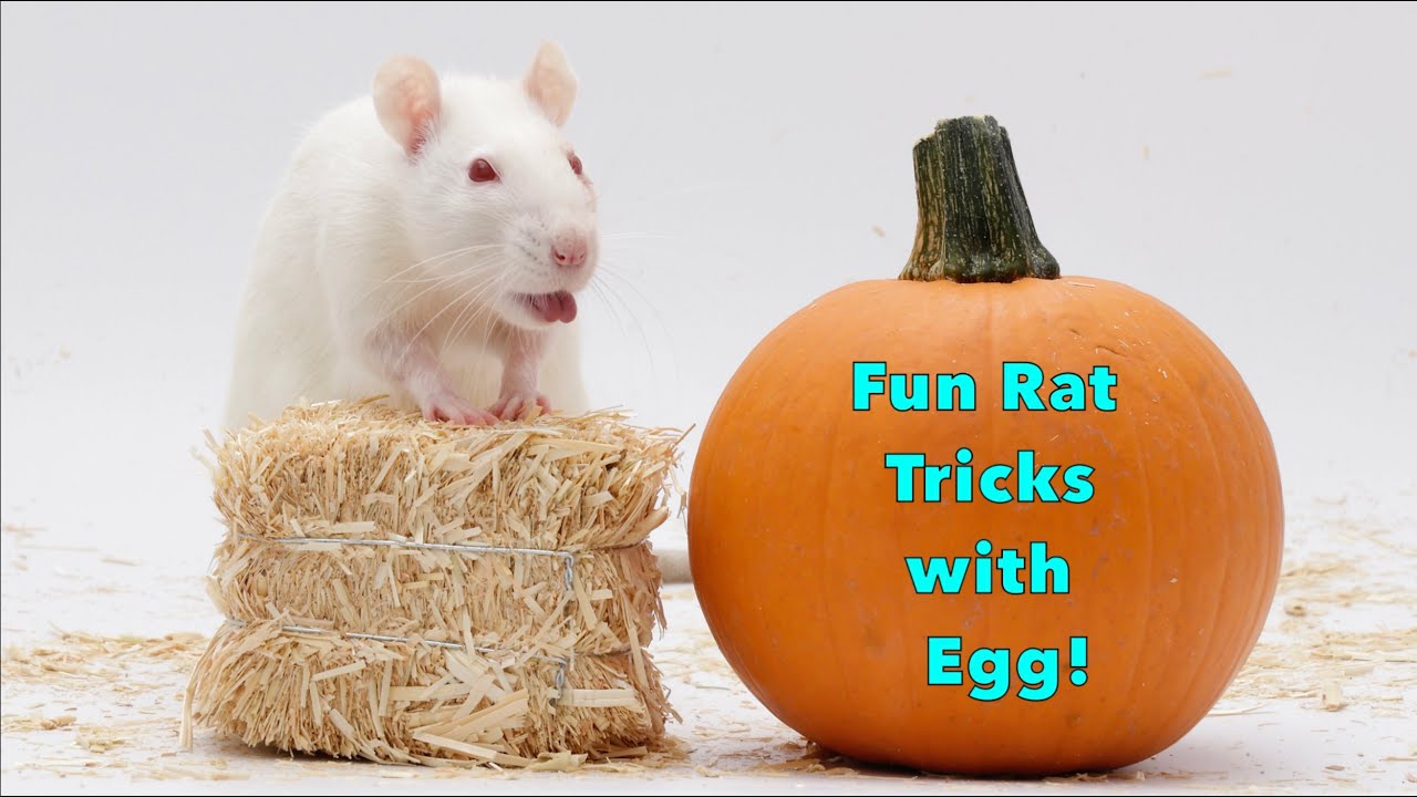 Amazing Rat Tricks with Egg - Part 5! - YouTube