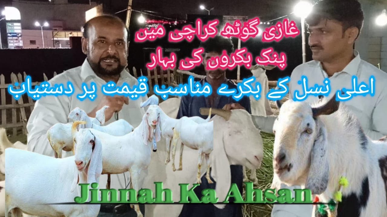Bakra Mandi Karachi 2023 | Pink Bakra | Eid k Bakrae | Sacrificial goat ...