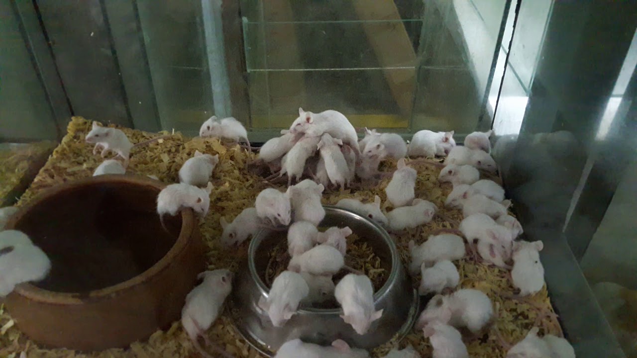 Tikus Putih Yang Comel - Cute White mouse - YouTube
