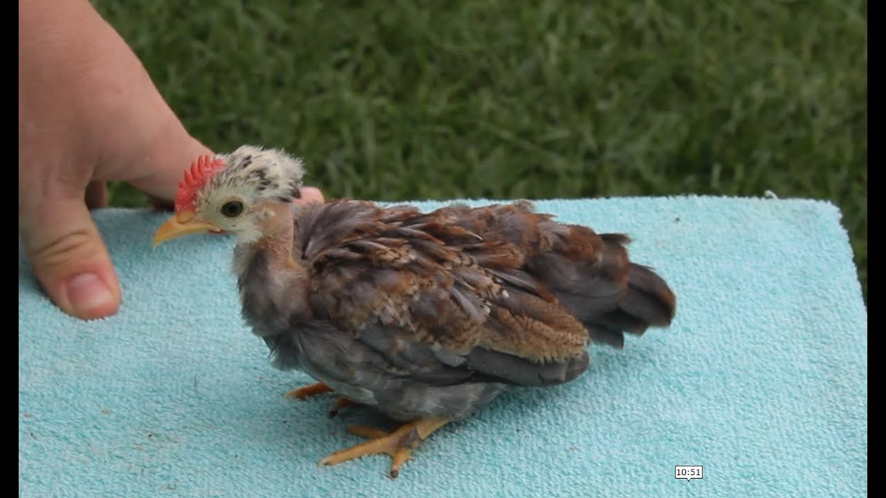 Nossos pintinhos de garnisé, parte 1 | Coração Campeiro - YouTube