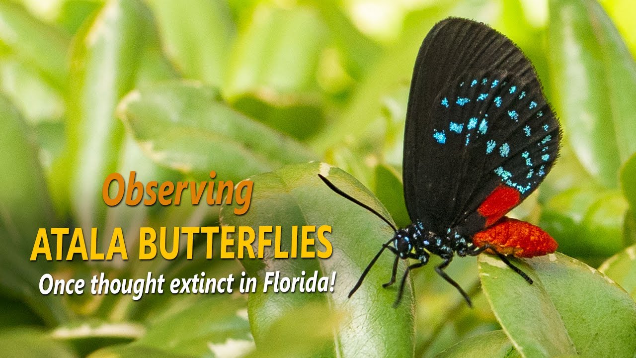 Observing Atala Butterflies - YouTube