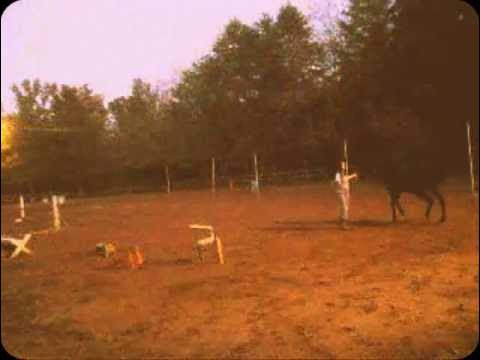 My Arabian horse and our journey together(: - YouTube