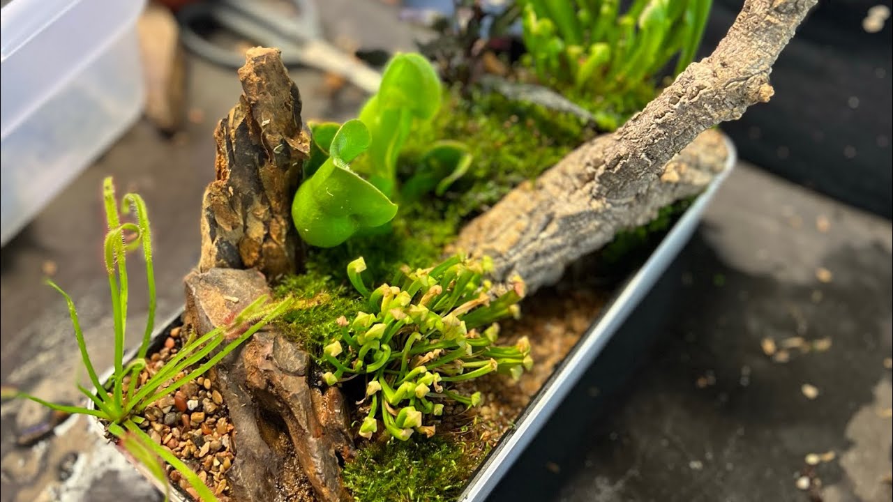Making a Bog Terrarium with a Lifegard Herb Garden - YouTube