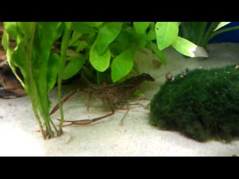 Long arm shrimp/freshwater prawn eating snails - YouTube