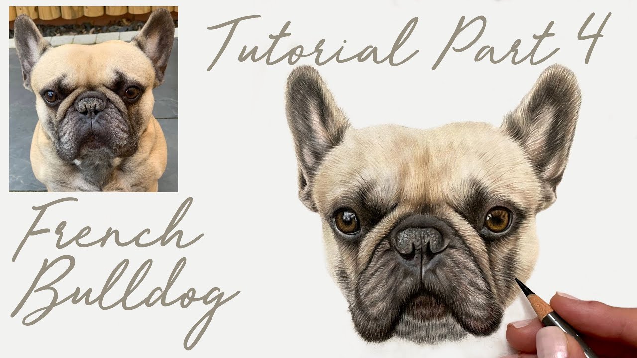 French Bulldog in Coloured Pencils / Drawing Tutorial - Part 4 - YouTube