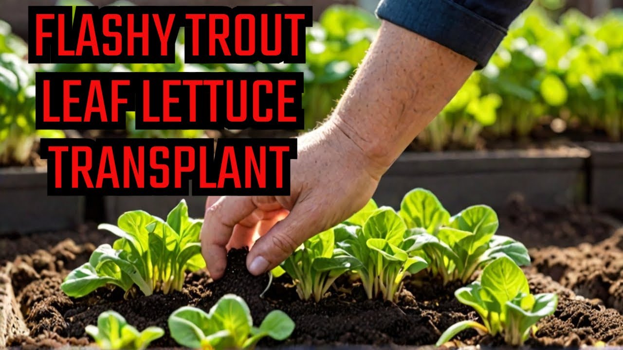 Transform Your Raised Bed Garden with Flashy Trout Back Lettuce! - YouTube