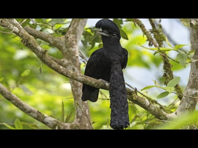Umbrellabird Wikipedia Umbrellabird Bird Facts Cephalopterus A Z