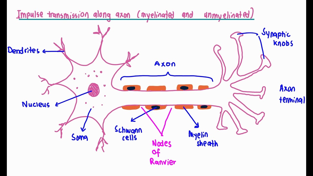 10.1 (b) Impulse transmission in myelinated and unmyelinated axon - YouTube