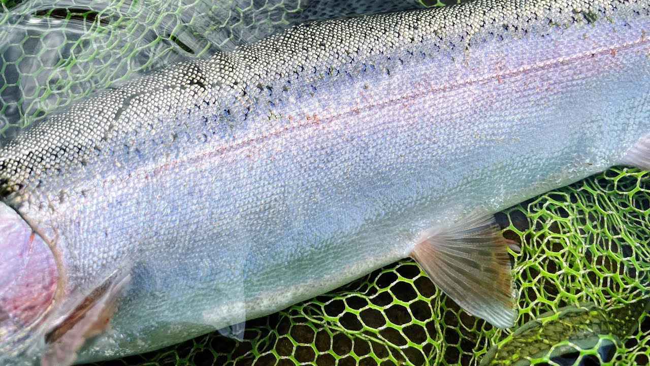 [4K] Teshio river Hokkaido 天塩川 本流レインボー / slow fishing - YouTube