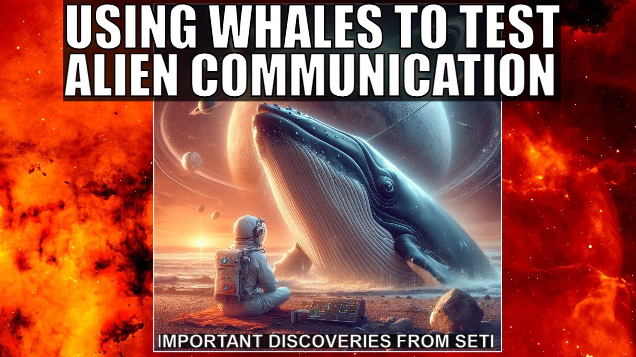 SETI Just Talked to a Whale To Test Alien Communication Ideas - YouTube