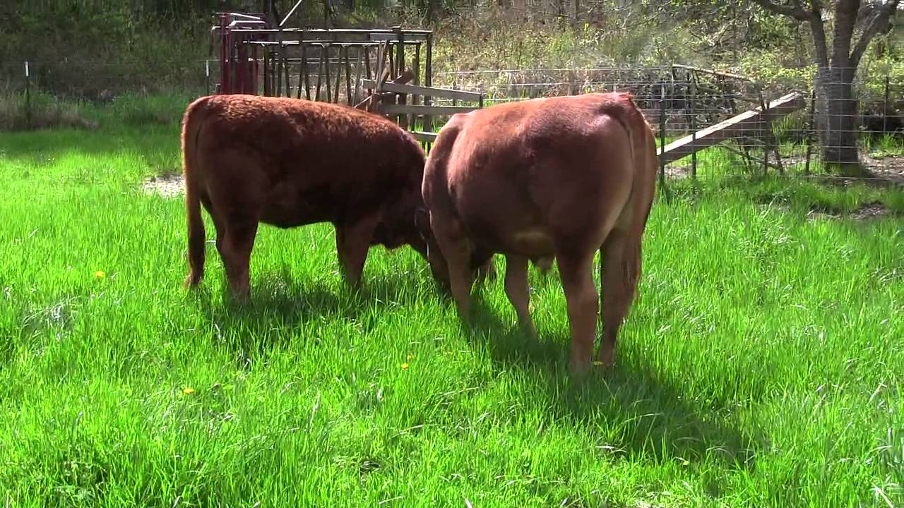 Purebred Tarentaise Cattle Munching on Grass in the Spring - YouTube