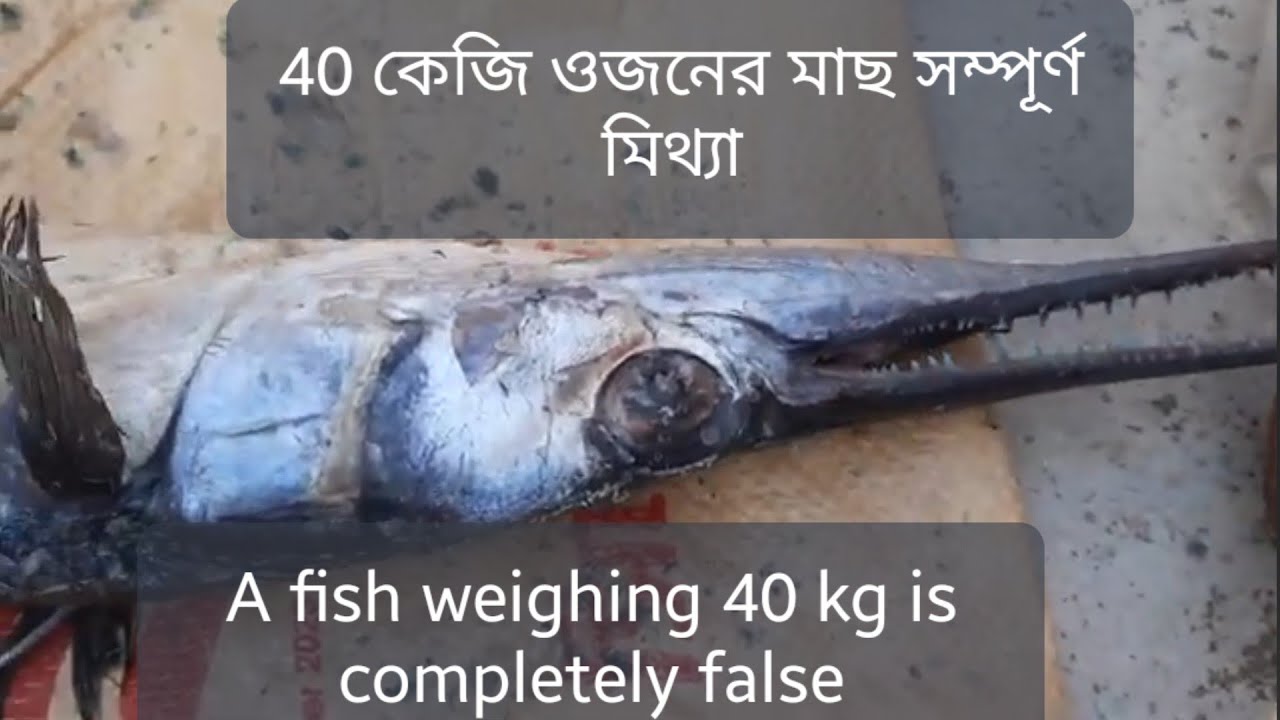 40 কেজি ওজনের মাছ সম্পূর্ণ মিথ্যা A fish weighing 40 kg is completely ...