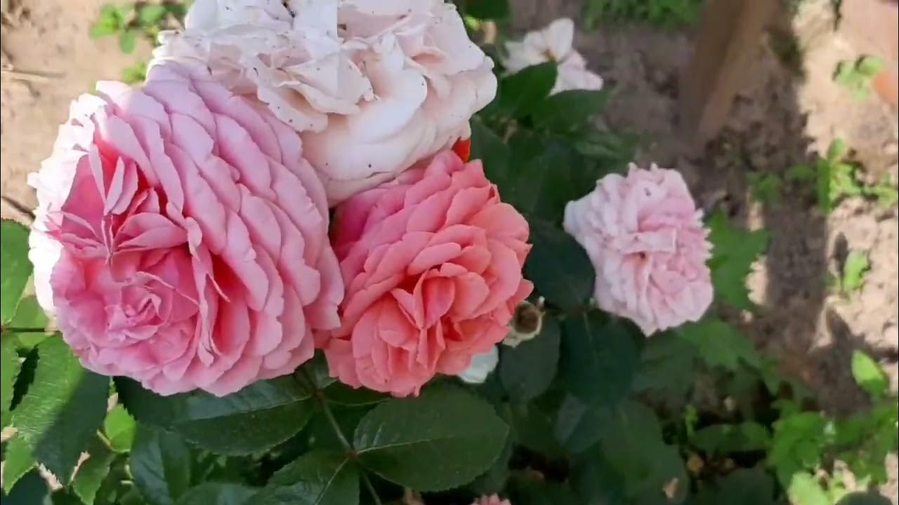 Розы : Принц Монако , Эшли , Глория Дэй и др. 🌹 - YouTube