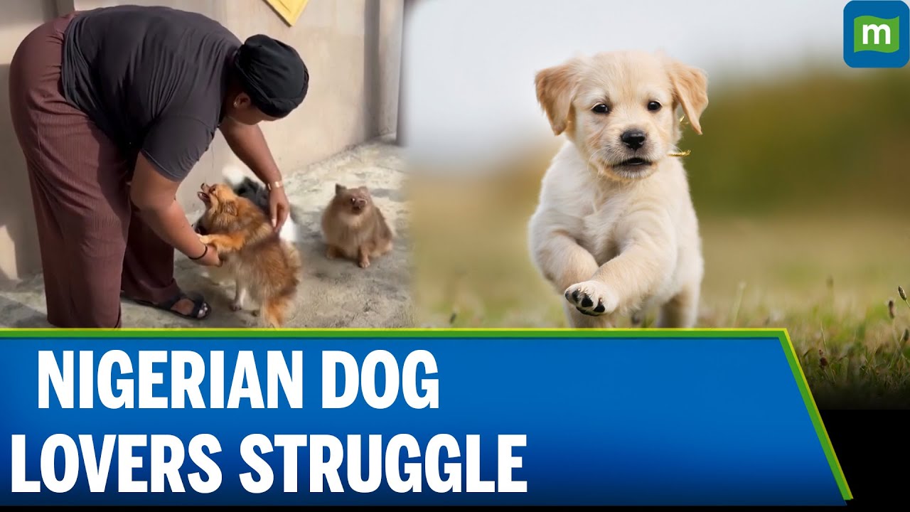Inflation Hits Nigerian Dog Owners Hard: Pet Food Prices Double, Owners ...