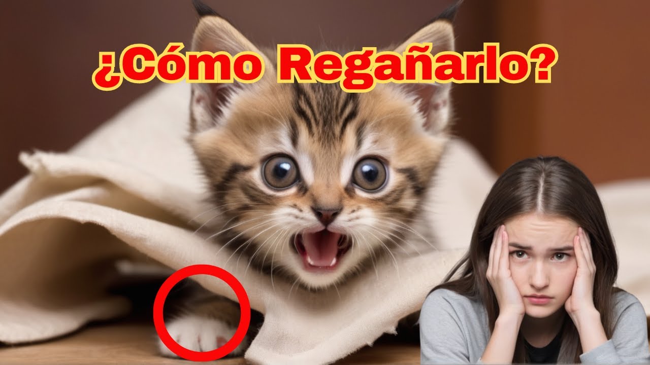 🔒 Cómo REGAÑAR a un GATO PEQUEÑO: (Consejos Prácticos) para una ...