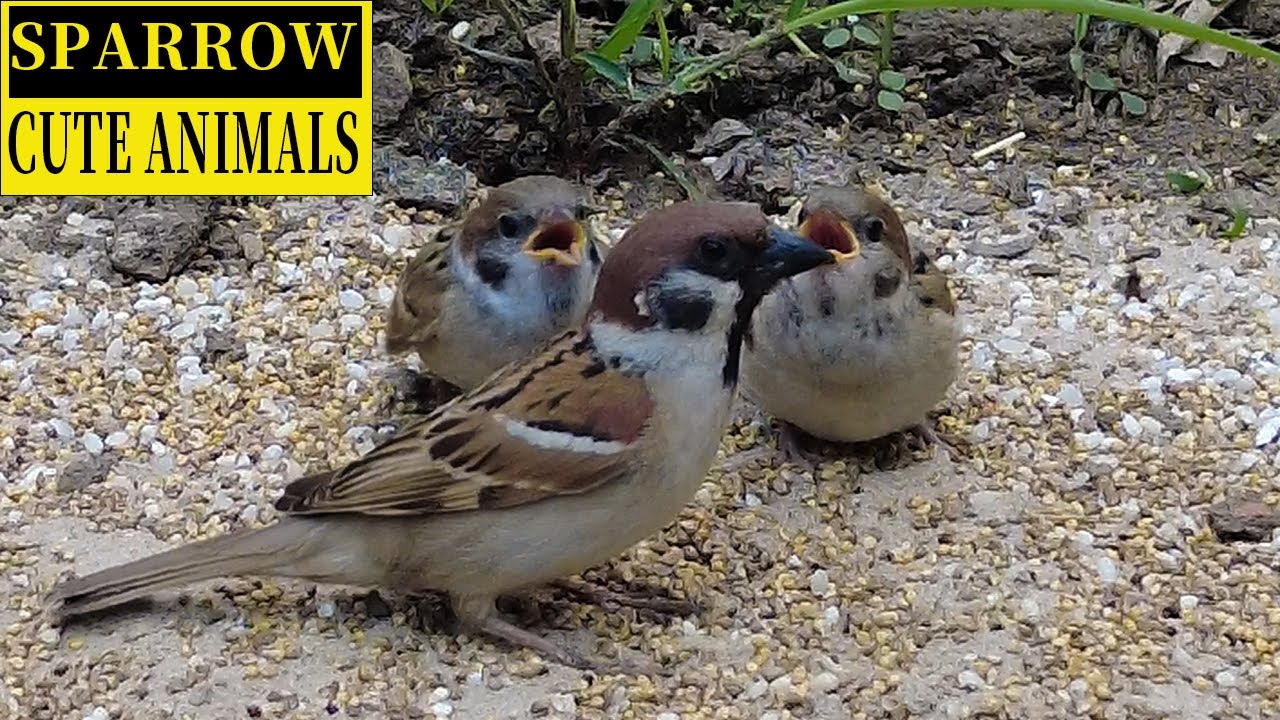 Parent sparrows take care of their babies that are just out of bird ...