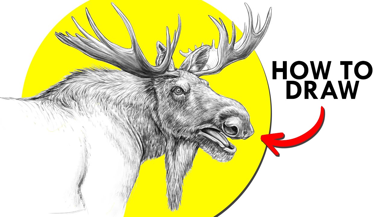 How To Draw A Moose - YouTube