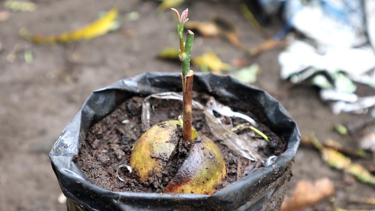 How to growing and grafting avocado - YouTube