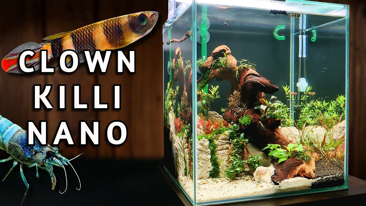 Nano Aquarium Setup for Clown Killifish - Hardscape (step by step ...
