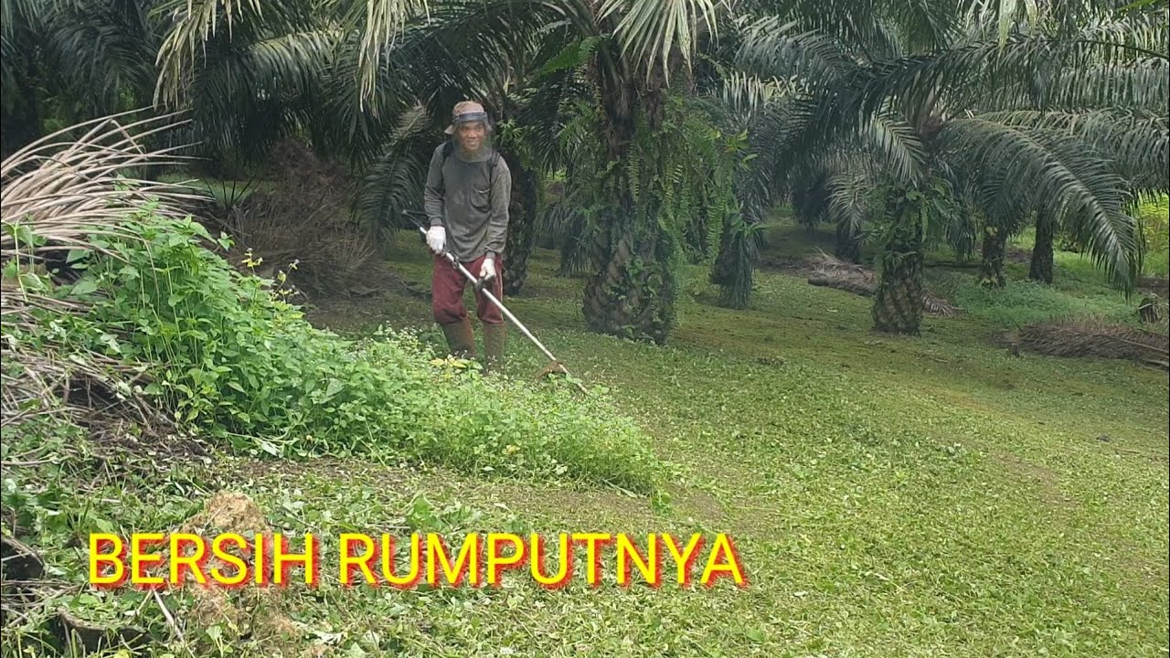 BABAT RUMPUT PAKAI STIHL FR3001 MENGGUNAKAN SENAR DI KEBUN SAWIT - YouTube
