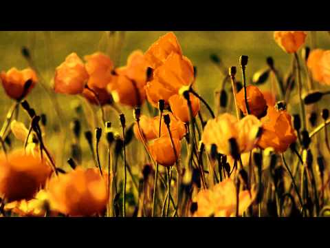 coquelicots