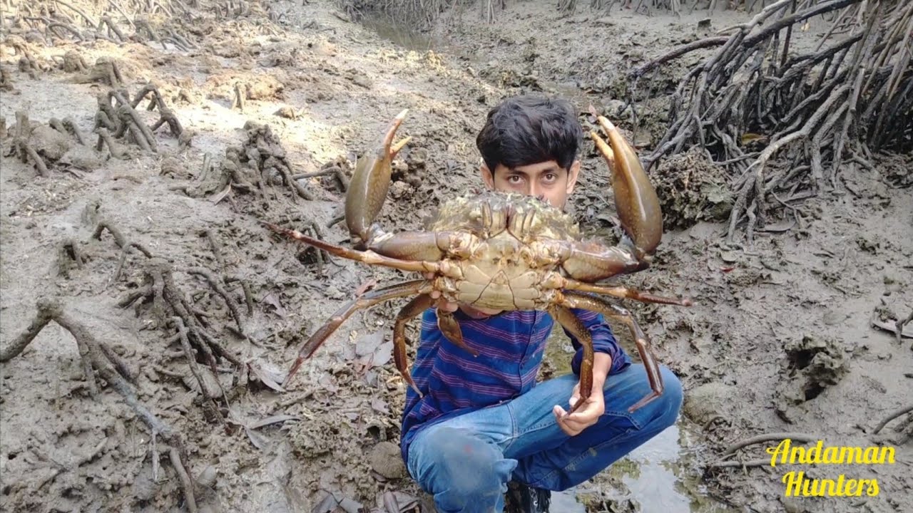 Amazing catch king mud crab at mud sea after water low tide ...