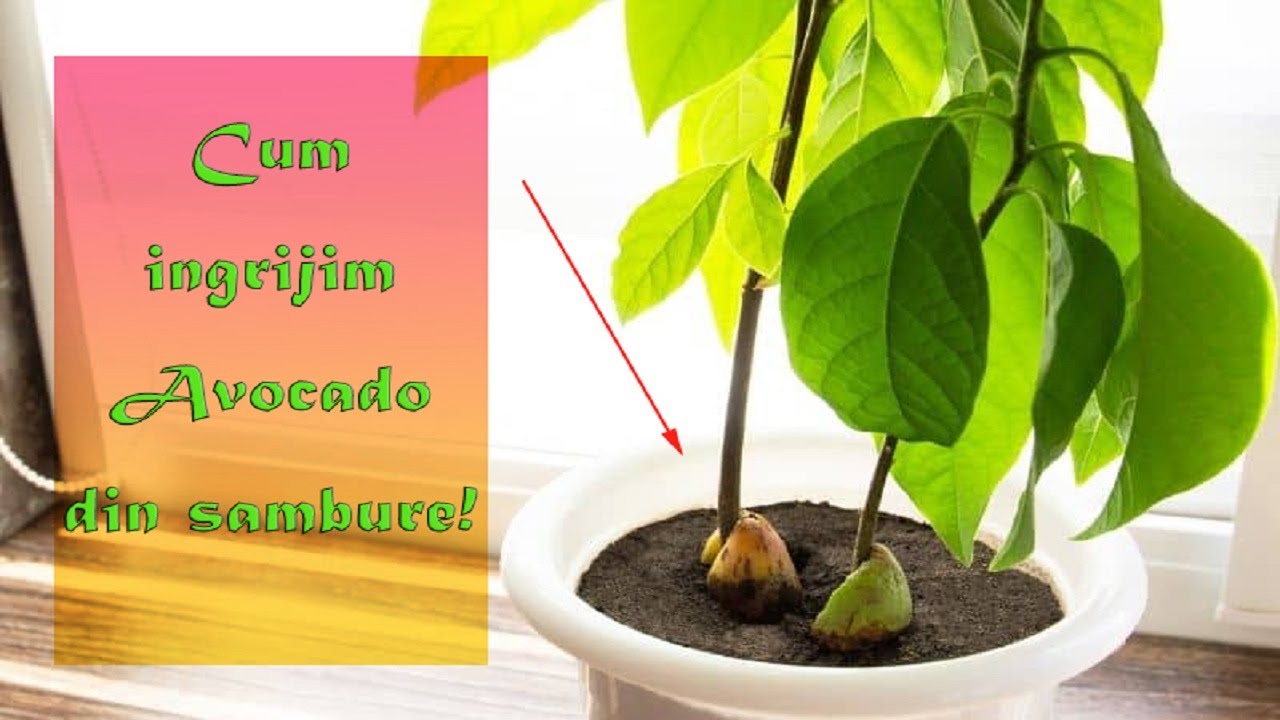 Avocado din sambure - sfaturi pe care trebuie sa le stii! - YouTube