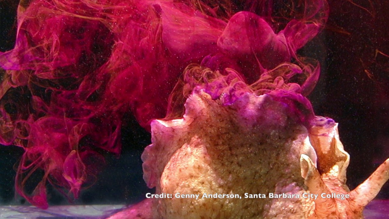 Sea Hares are Hermaphrodites by Arlette Lugo - 15 Second Science GEM ...