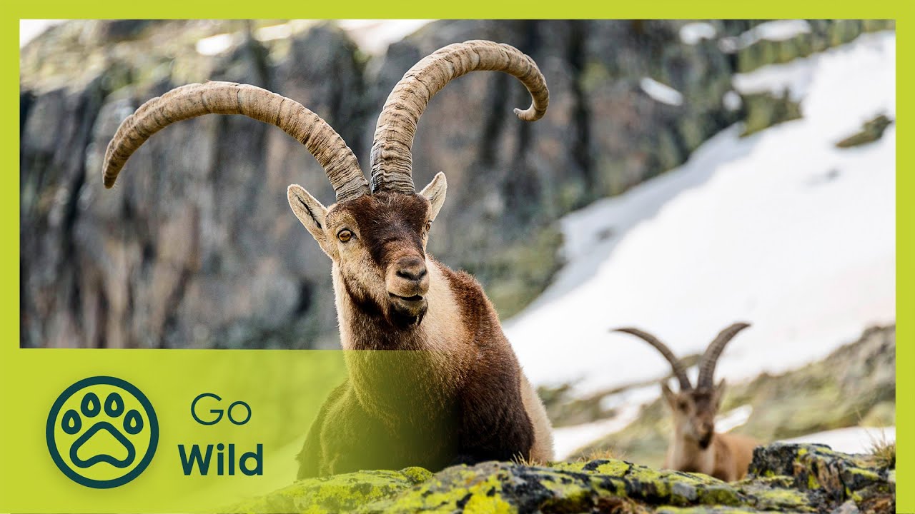 Jerte, Wildlife in the Cherry Valley - The Secrets of Nature - YouTube