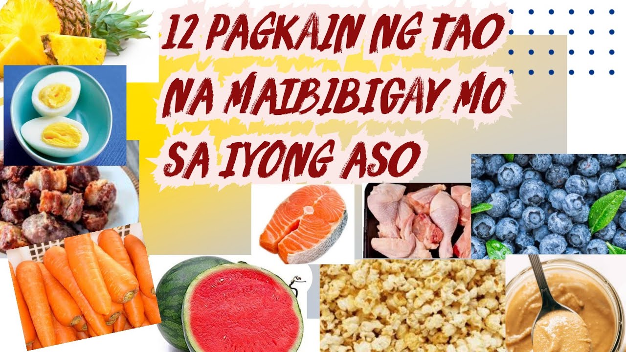 12 Pagkain na maibibigay mo sa iyong aso//Tovi Pogi - YouTube