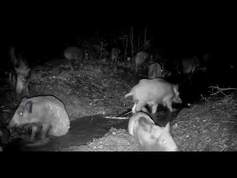 Zeiss Secacam 3 : Unterwegs in der Badeanstalt!