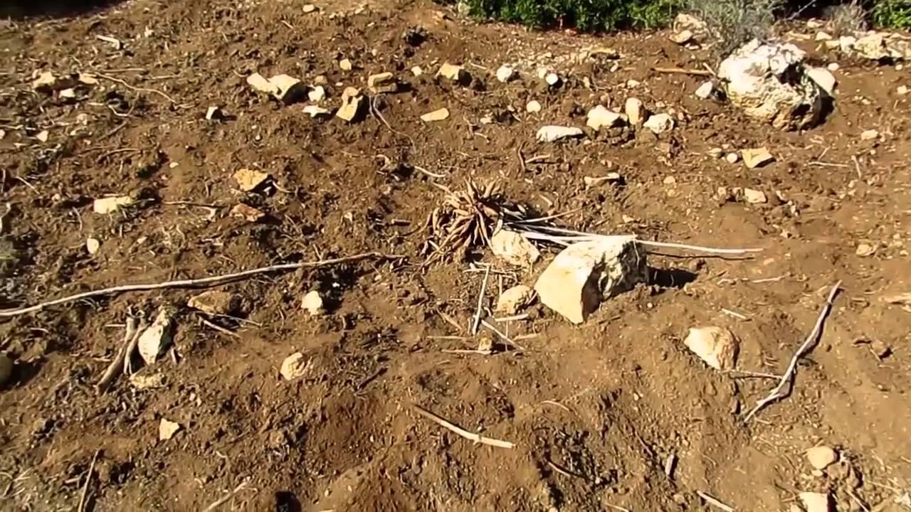 Wild Boar Hunting [ BEST HUNTING ] in MOROCCO - YouTube