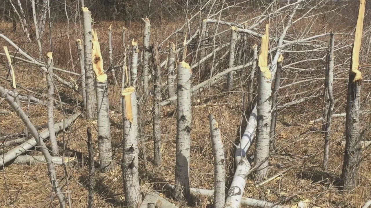 Wildlife Refuge Tree Vandals Nabbed - YouTube