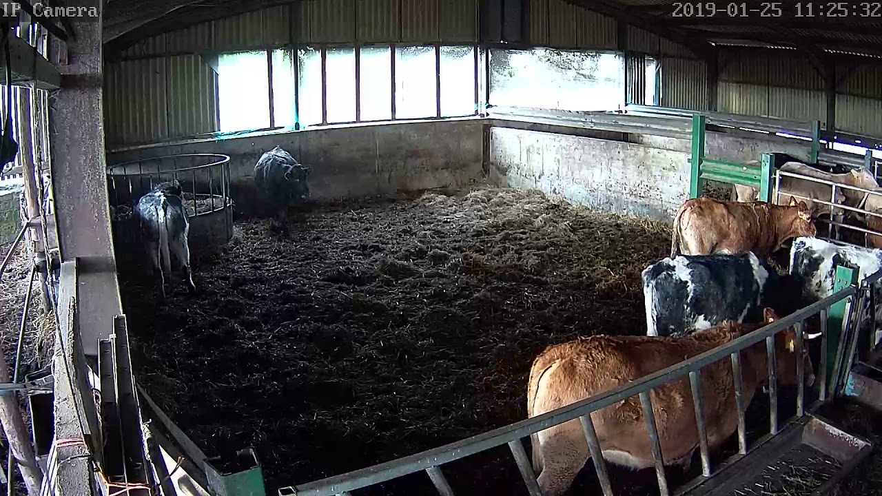 Cattle Shed CCTV - YouTube