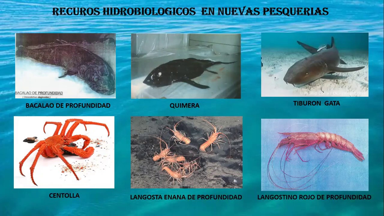 Introducción a las nuevas pesquerías en Perú - YouTube