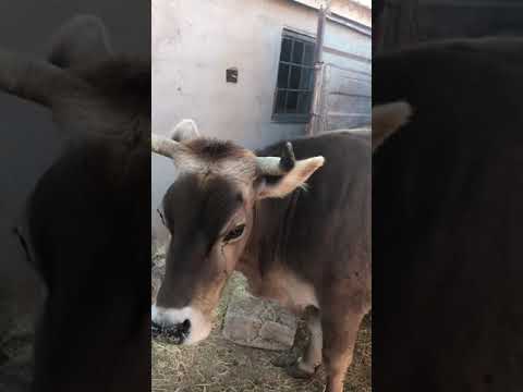 İneklerde İşkembe tıkanması sorunu,dışkılayamama sorunu