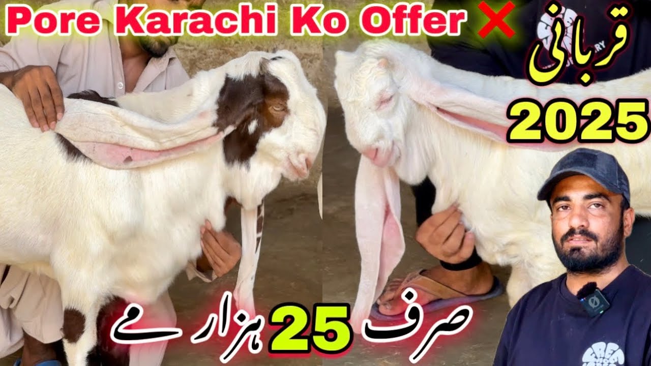 Wali Kareem Goat Farm Ne Aise Offer Da Di Jo Kese Na Nahe Di 😱 ...