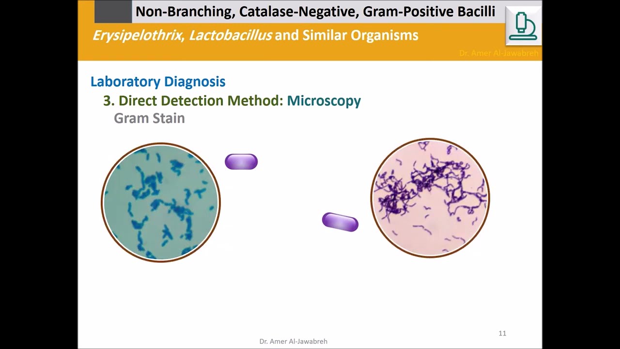 Erysipelothrix rhusiopathiae and Lactobacillus Gram+ Bacilli Catalase ...