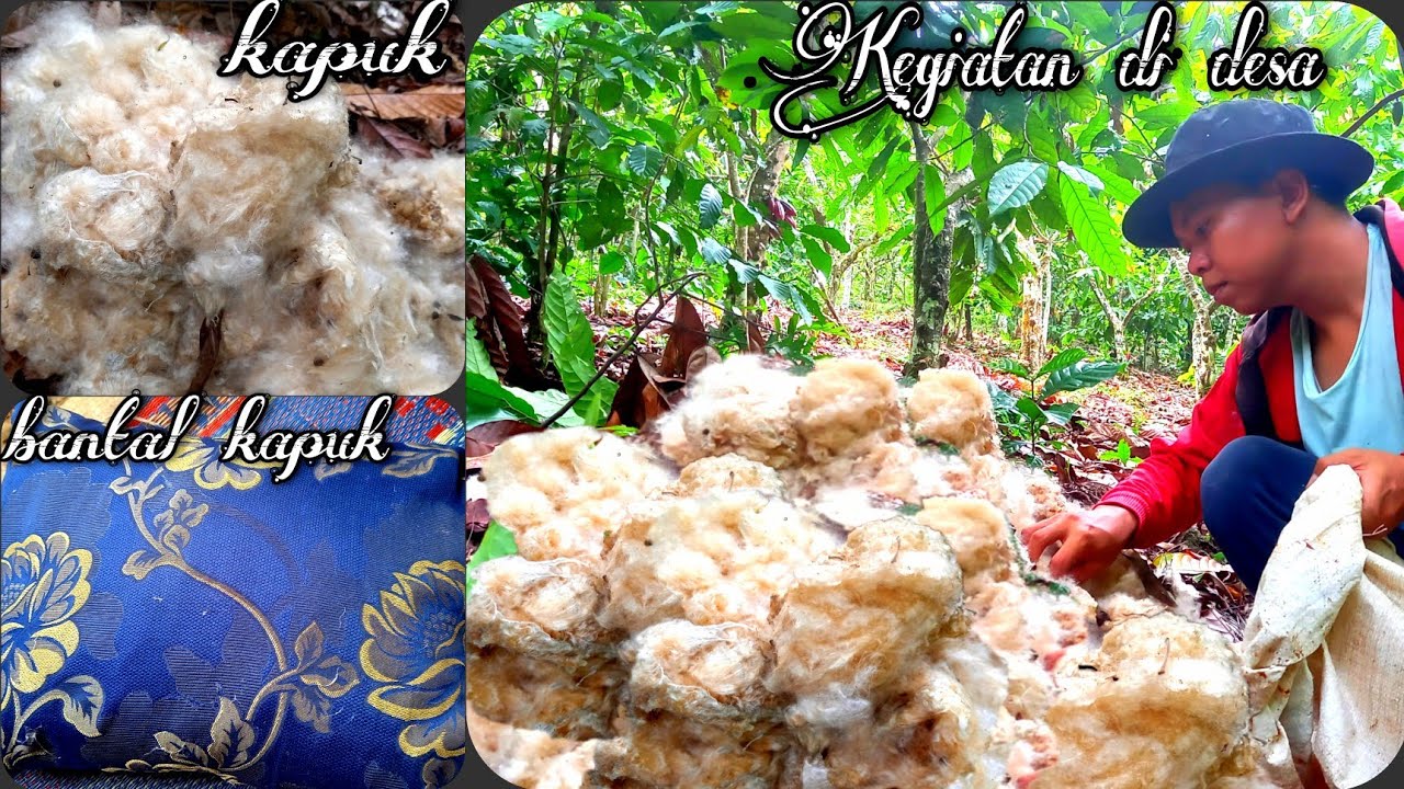 Musim Kapuk sudah tiba, cari di ladang bawa pulang dan isi bantal yang ...