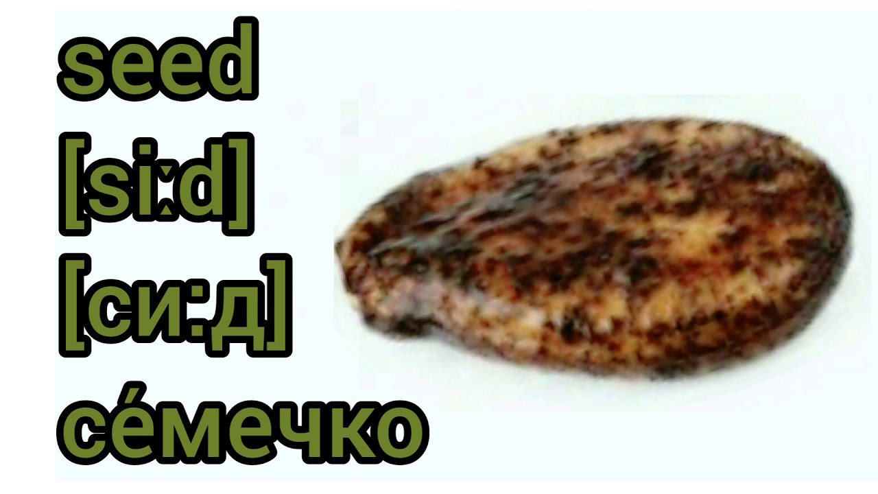 How to Pronounce seed in English - YouTube