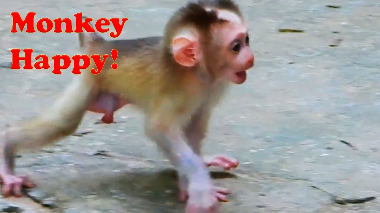 Monkey live in Cambodia| a few sisters love cute brother |CEO ...