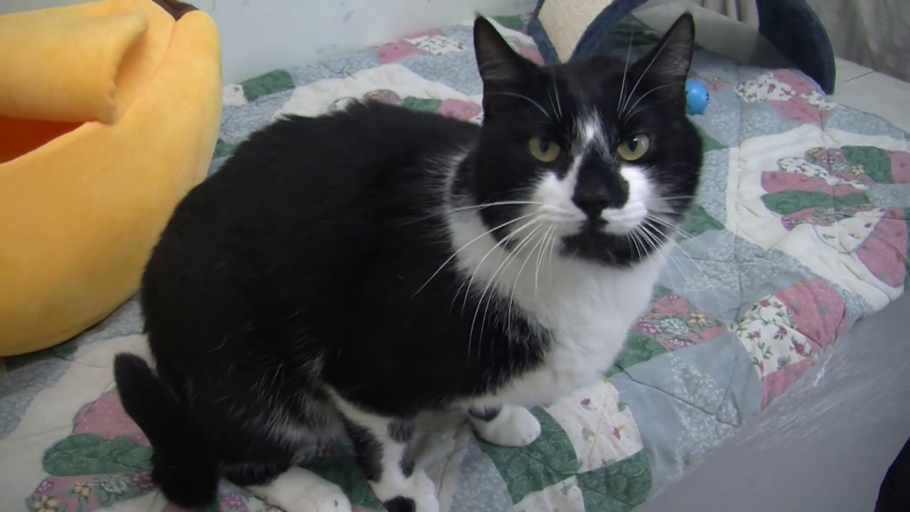 Hot Dogs Cool Cats Week of 6-15-2020 - YouTube
