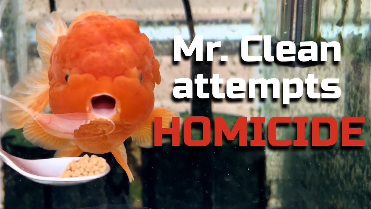 Mr. Clean tried to EAT HIS FRIEND'S FINS OFF | Backyard Goldfish Farm ...
