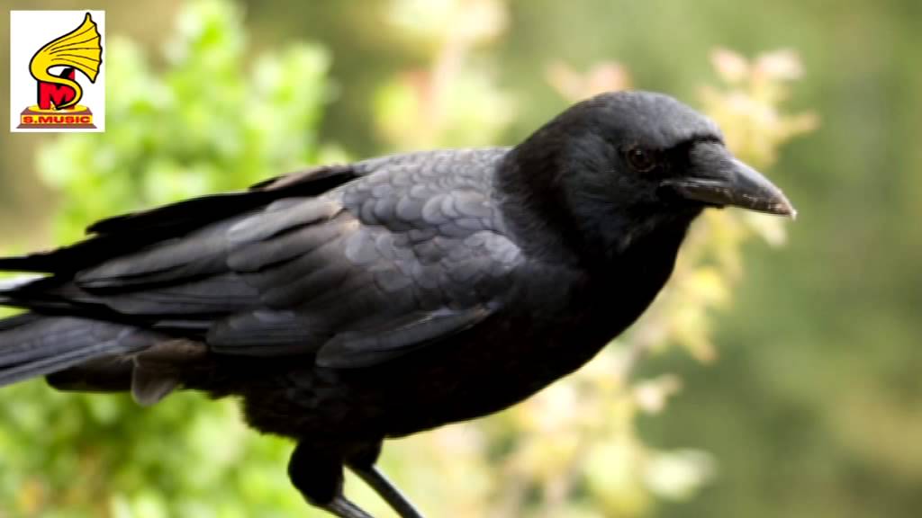 Crow cawing sound effect Bird Sound for Children - YouTube