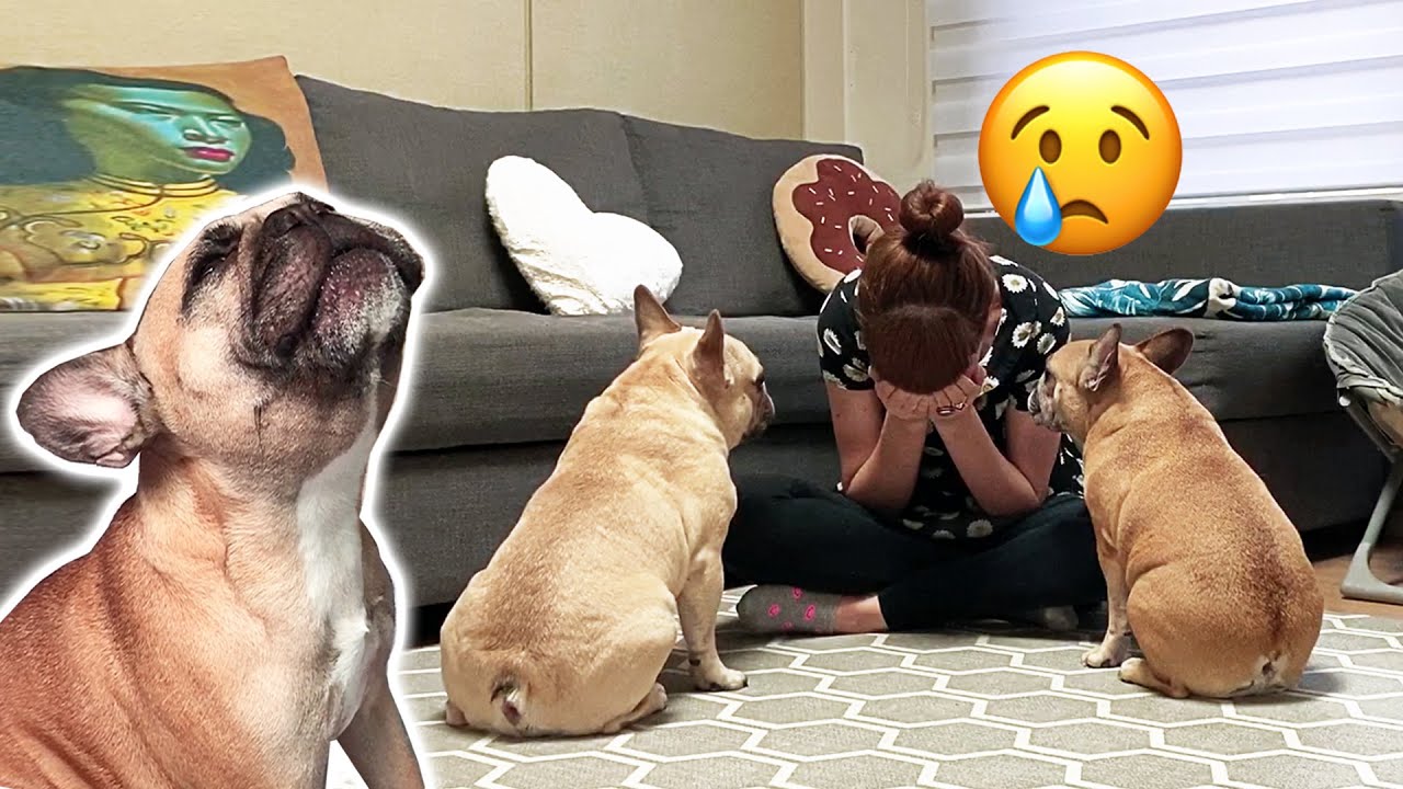French Bulldogs React To Me Crying | PRANK (SHE CRIED TOO😭💔) - YouTube
