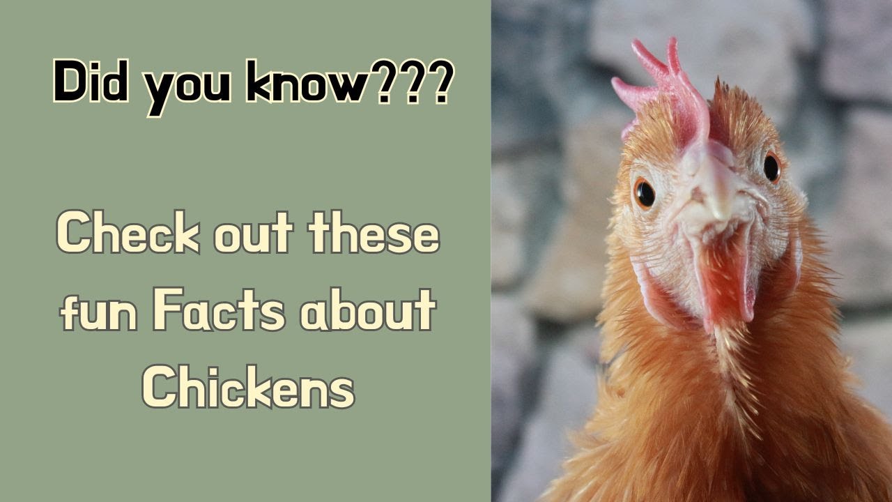 Chicken Trivia: Fun Facts That Will Amaze You! - YouTube
