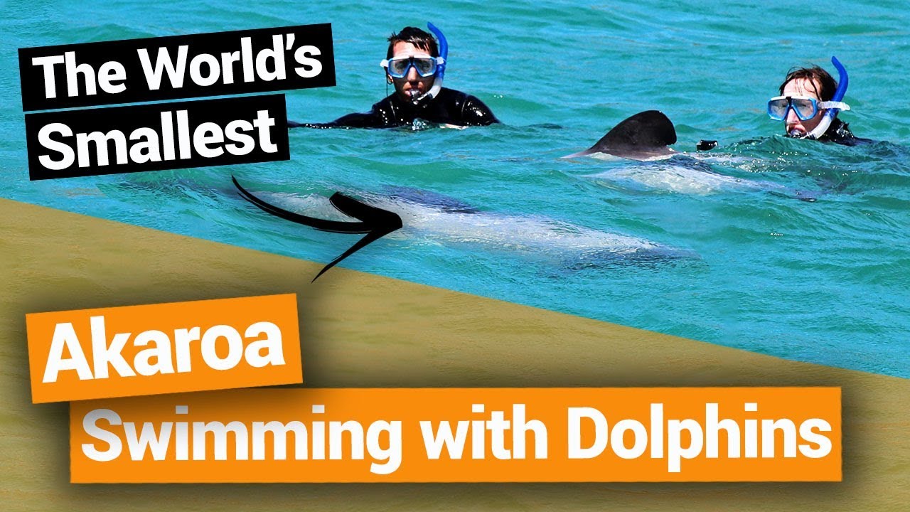 🐬 Swimming with Dolphins in Akaroa – New Zealand's Biggest Gap Year ...