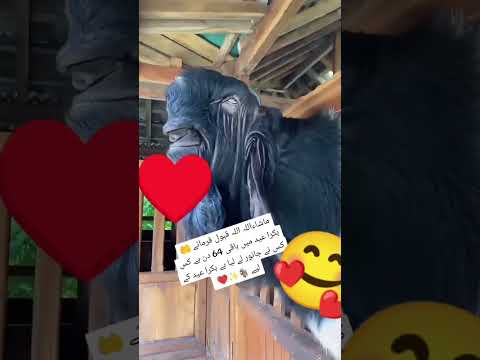 #BakraEid2025 #bakra #mandi #bakra #mandi #2025 #karachi