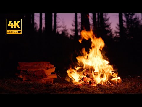 4K 📺 Gün Batımından Sonra Gece Orman Kamp Ateşi - Doğanın Rahatlatıcı Sesleri